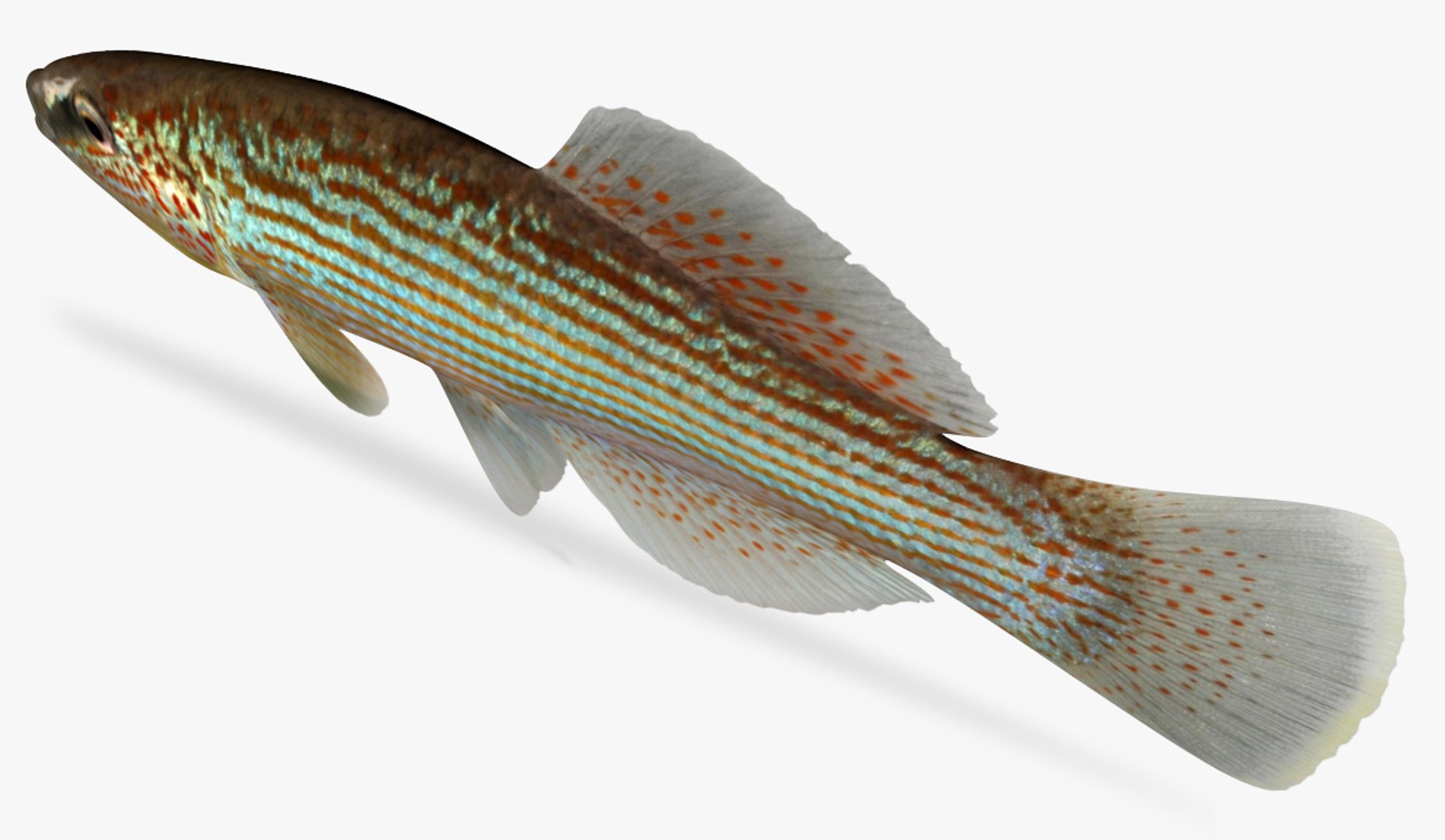 3D Model Fundulus Catenatus Northern Studfish - TurboSquid 1170842