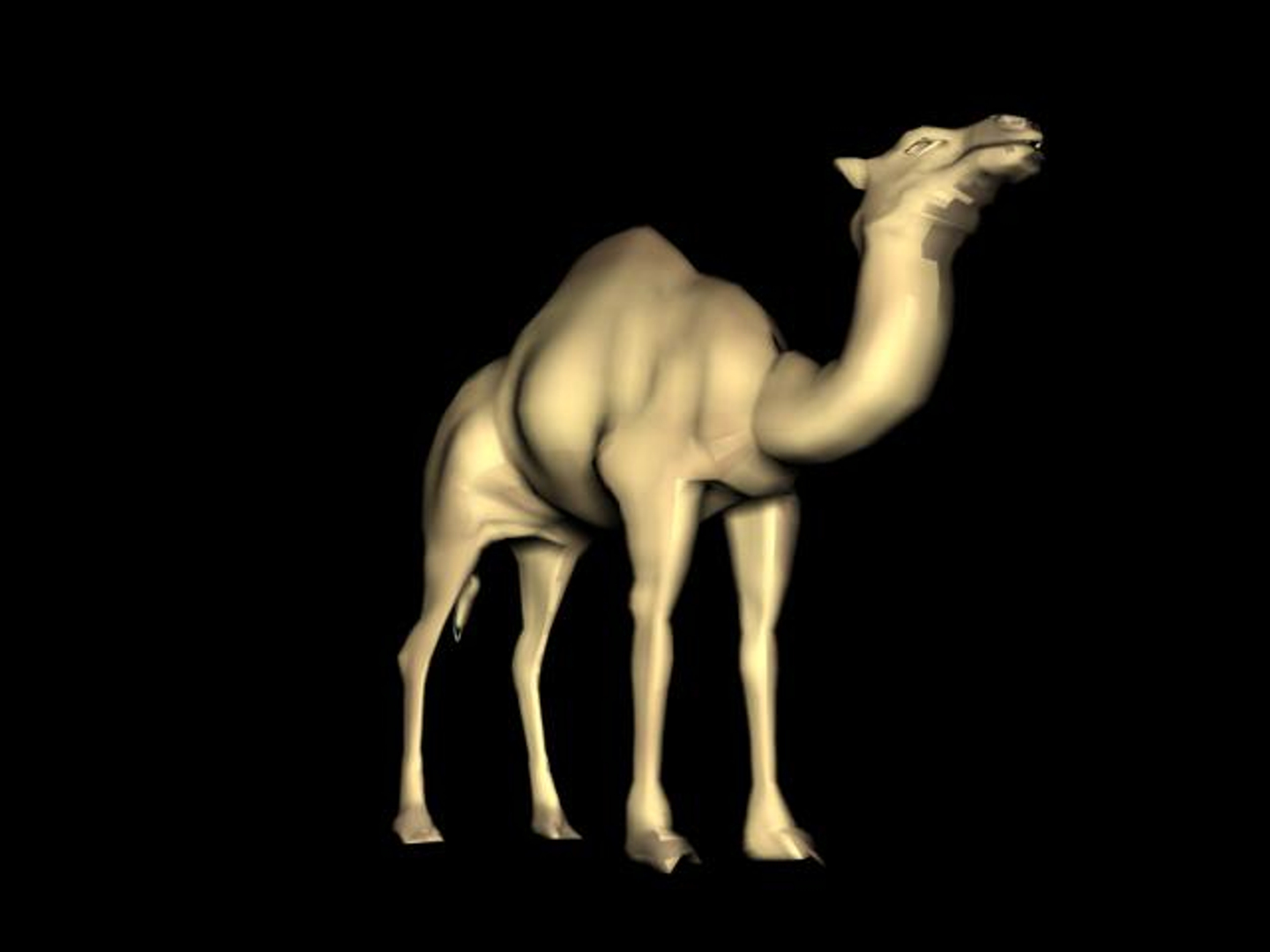 free camel 3d model