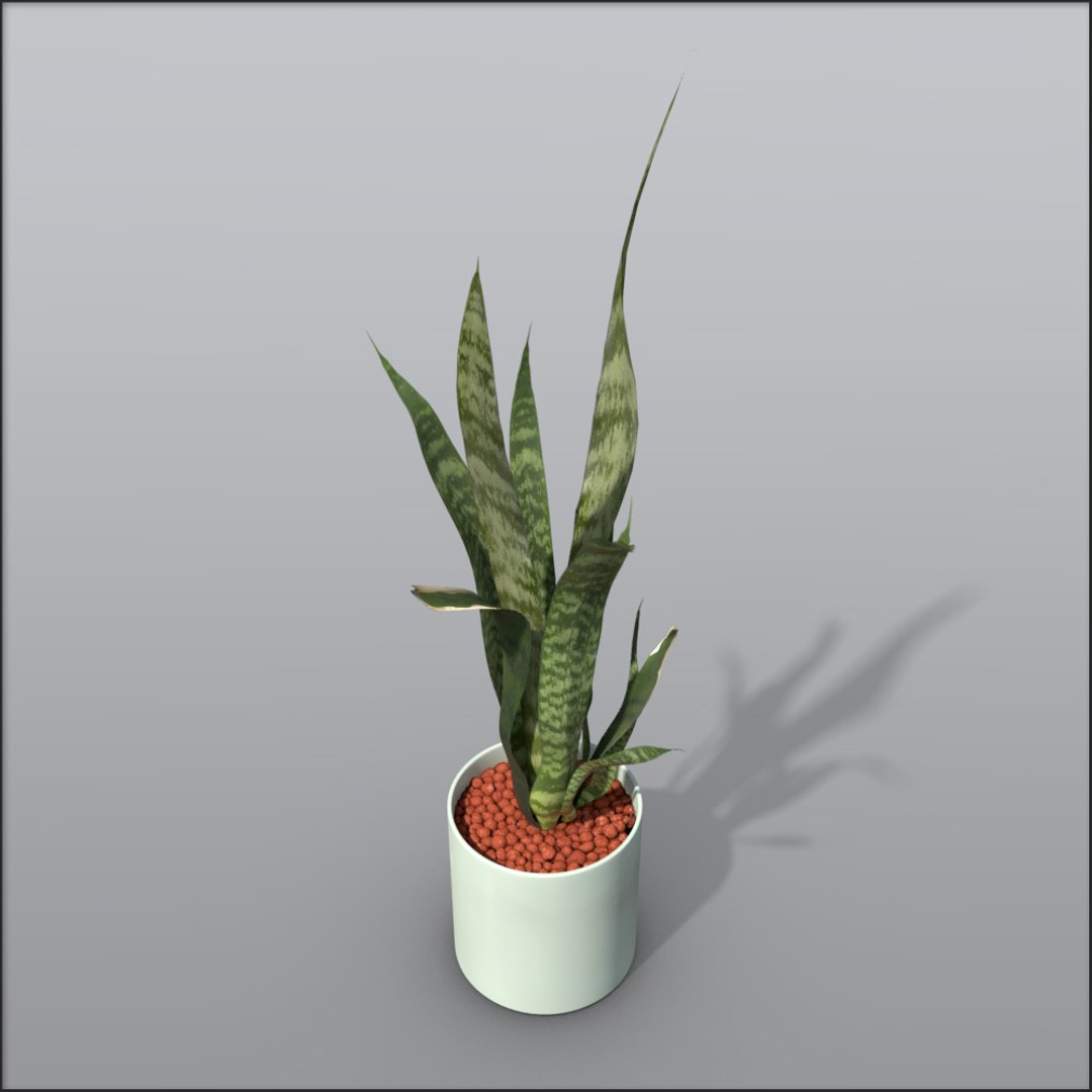 Snake Plant 3d Model