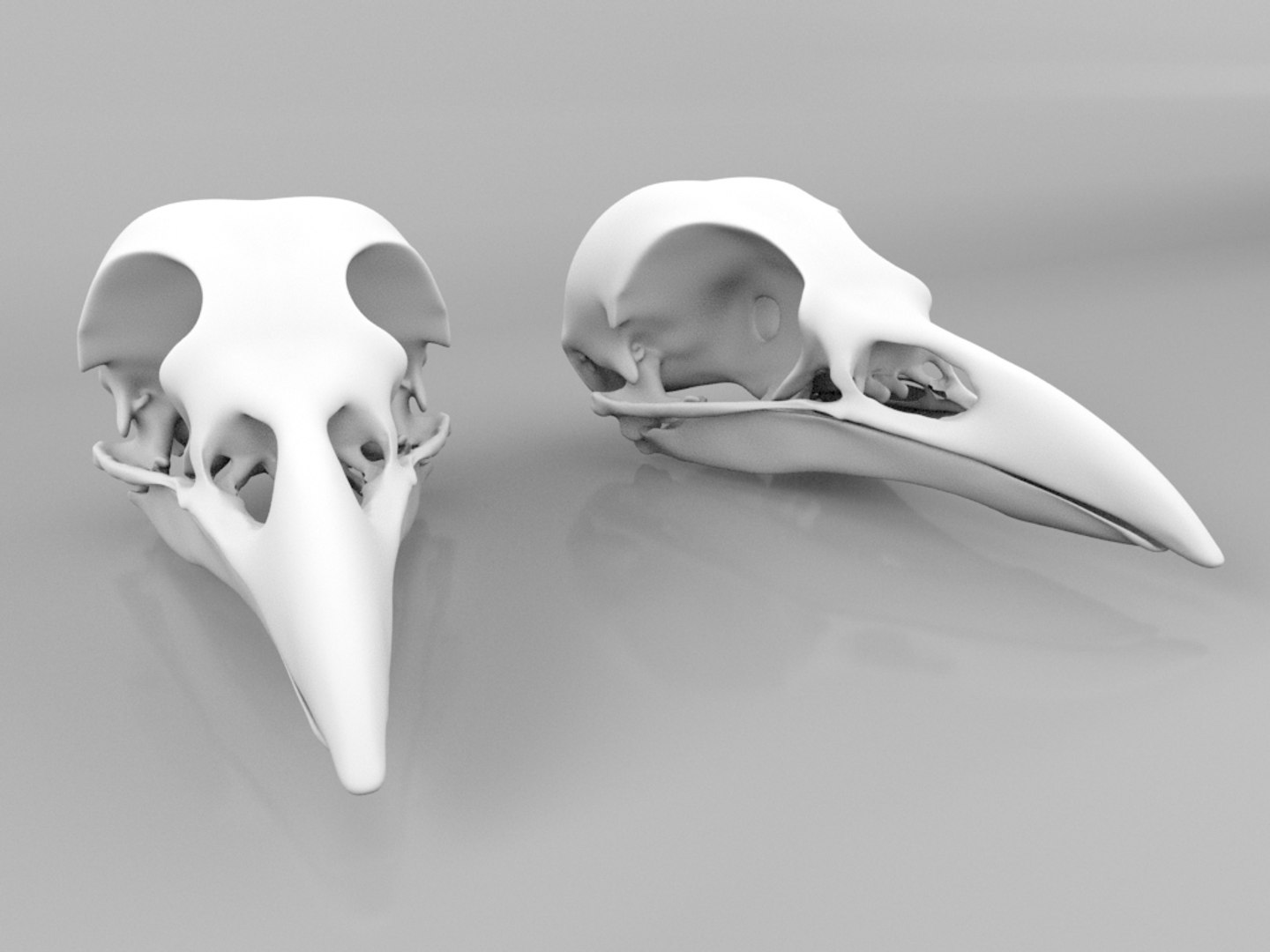 3D Raven Skull Model - TurboSquid 1455173