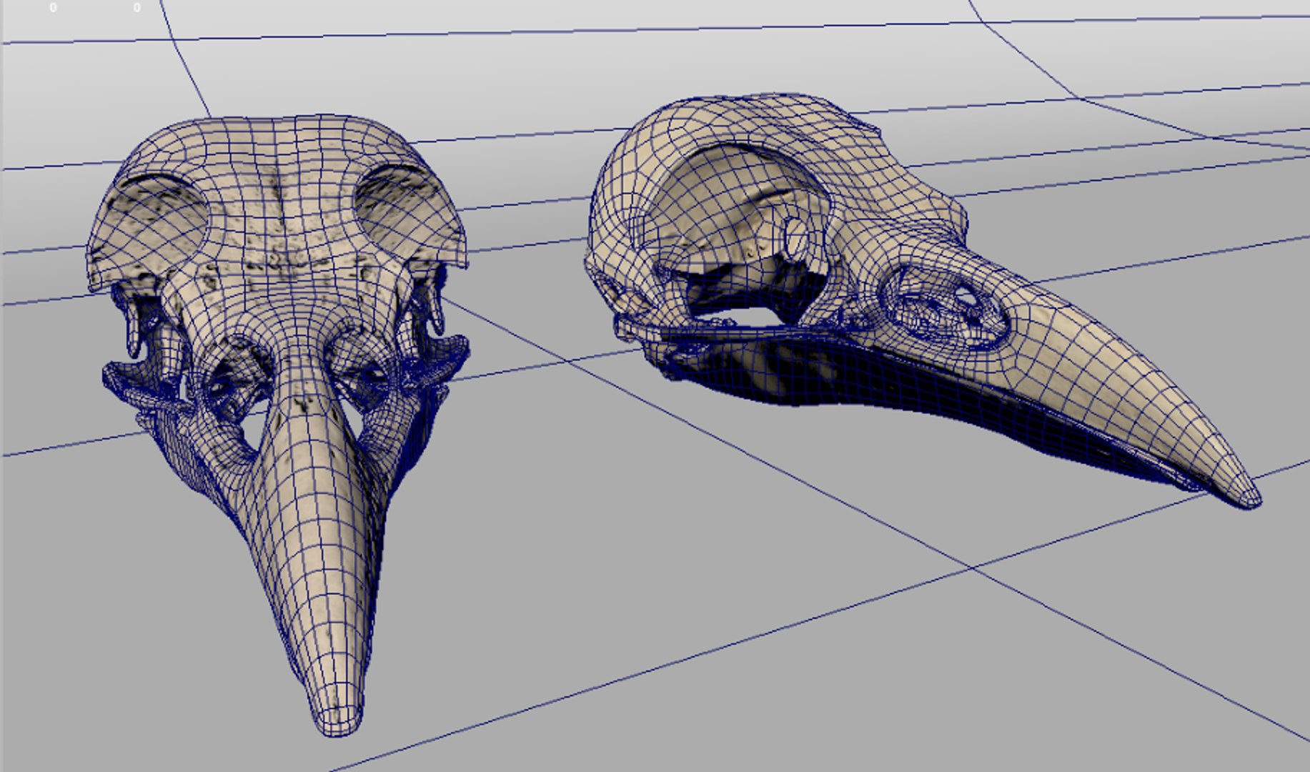 3D Raven Skull Model - TurboSquid 1455173