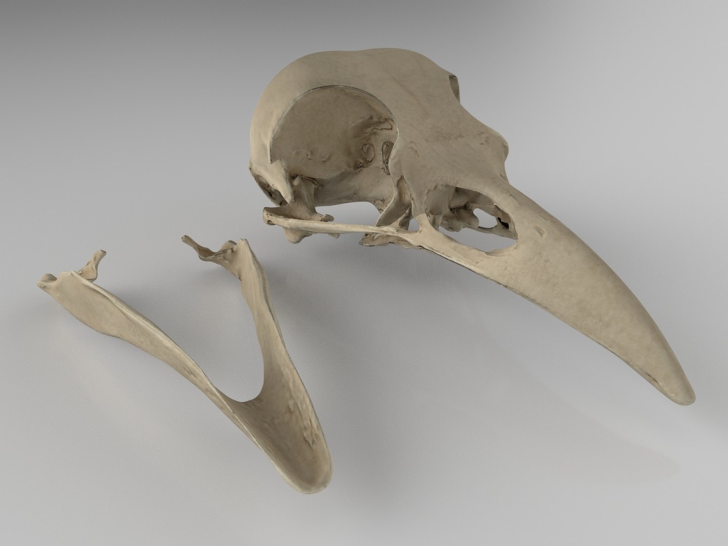3D Raven Skull Model - TurboSquid 1455173