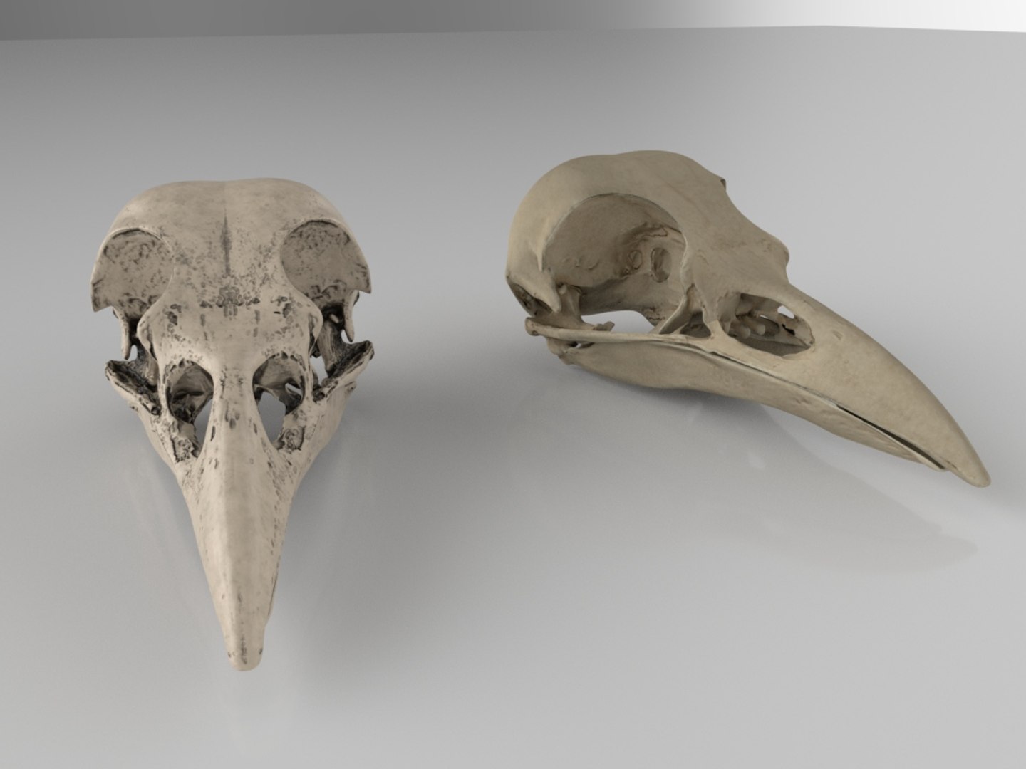 3D Raven Skull Model - TurboSquid 1455173