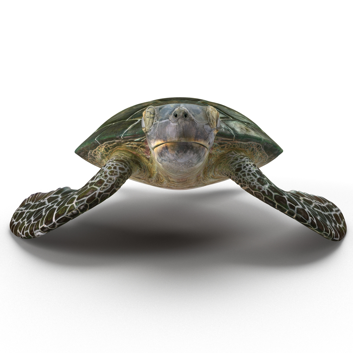 sea turtle rigged 3d c4d