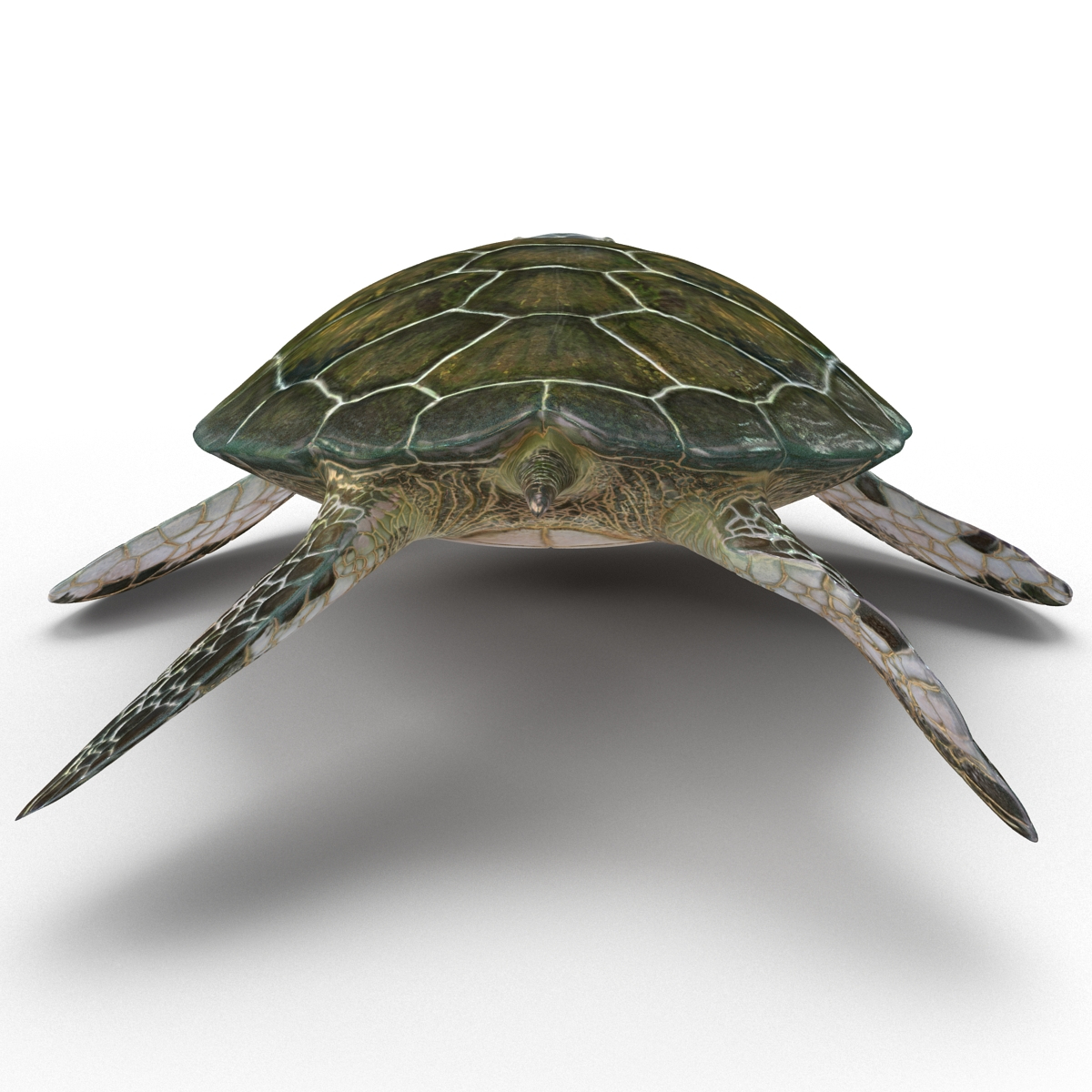 sea turtle rigged 3d c4d