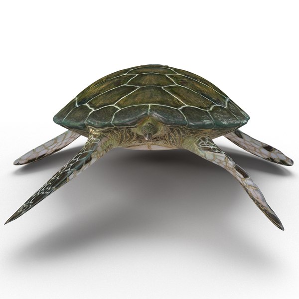 sea turtle rigged 3d c4d