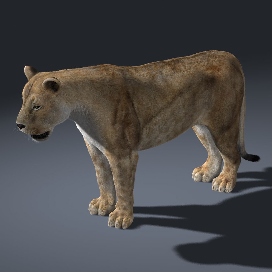 3d Model Lioness Fur