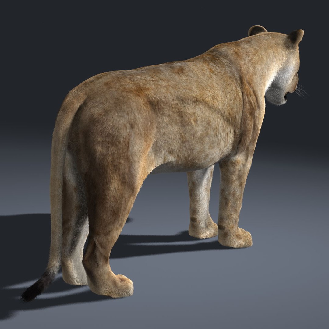 3d Model Lioness Fur