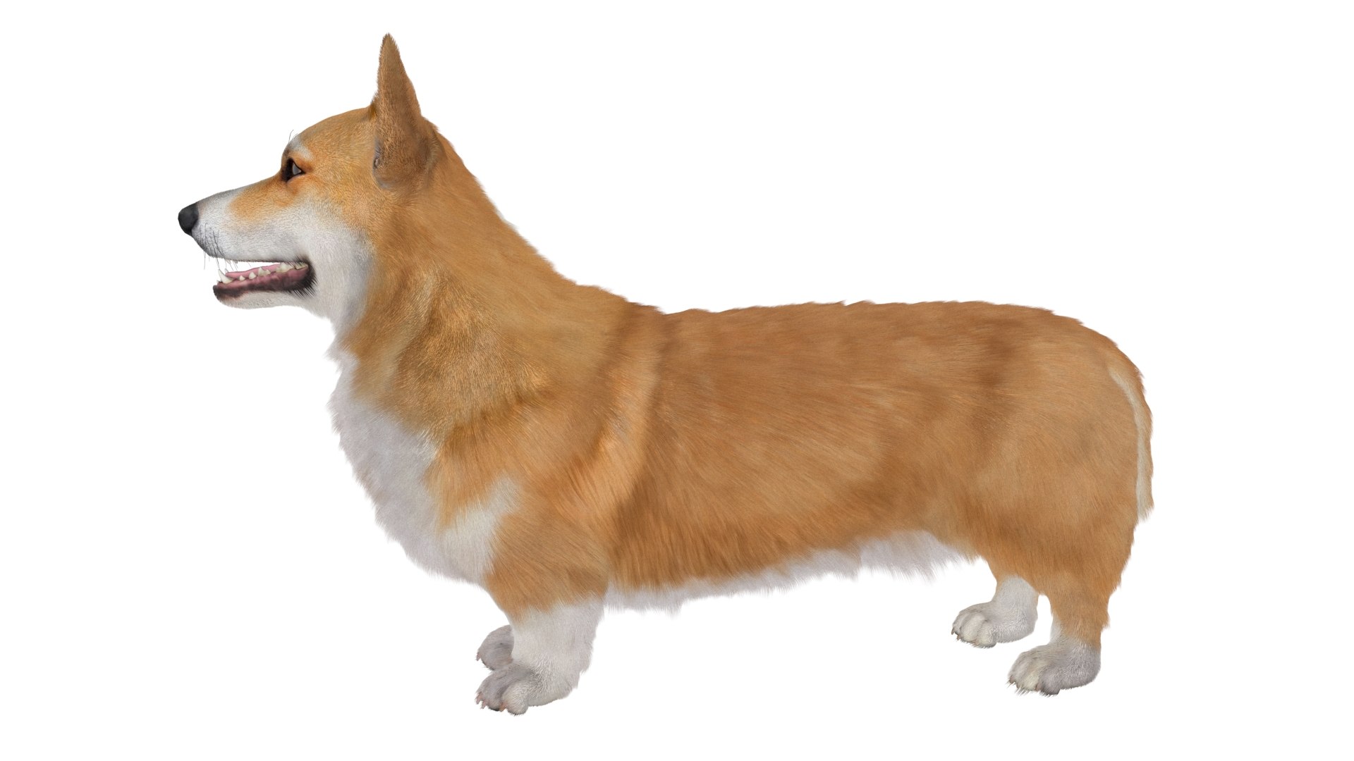 Pembroke Welsh Corgi Dog Fur For Maya Rigged 3D Model - TurboSquid 2422339