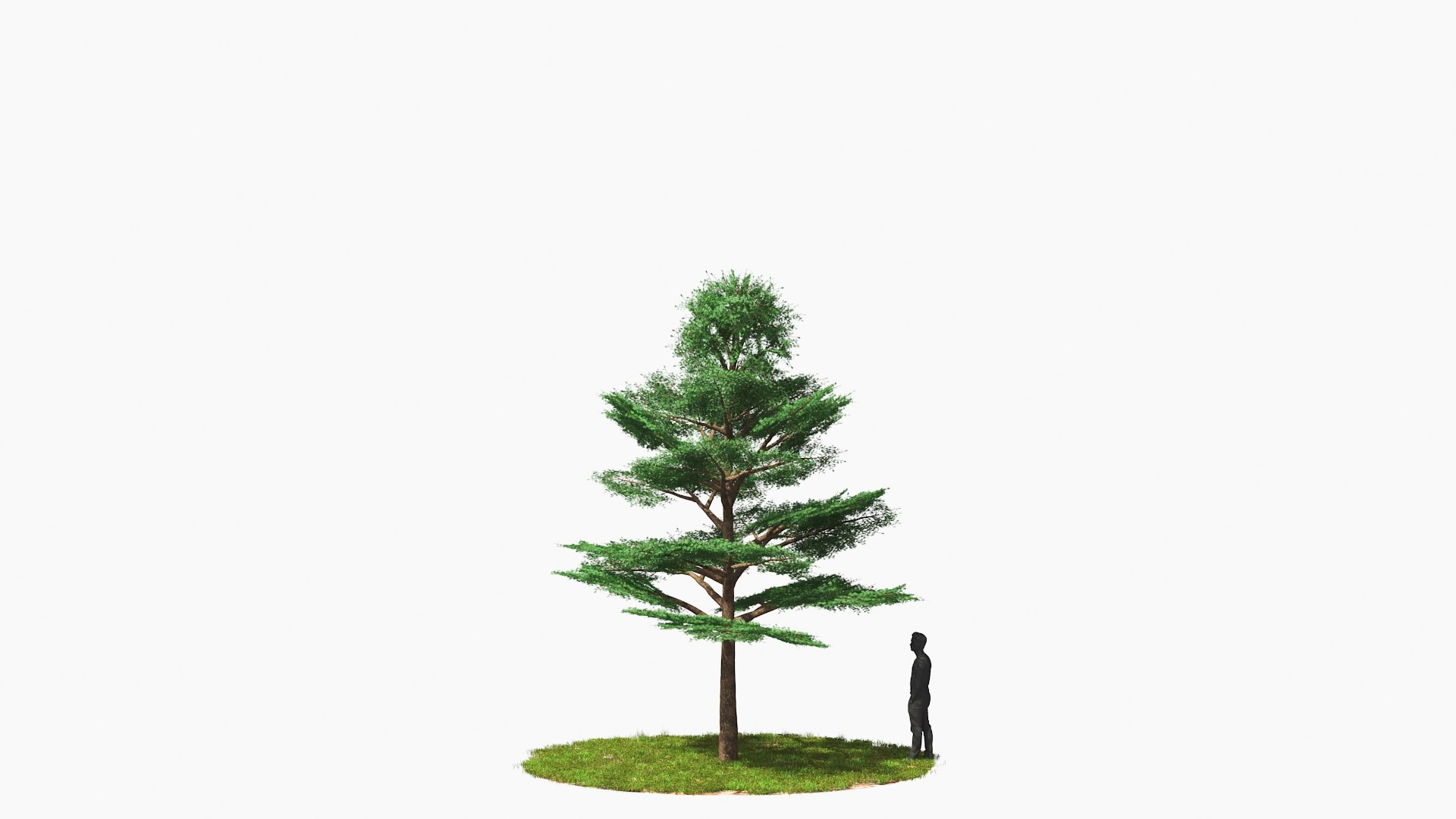 3D Tree Wind Animation - TurboSquid 1549423