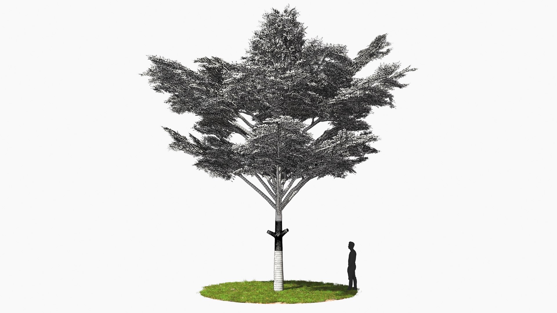 3D Tree Wind Animation - TurboSquid 1549423