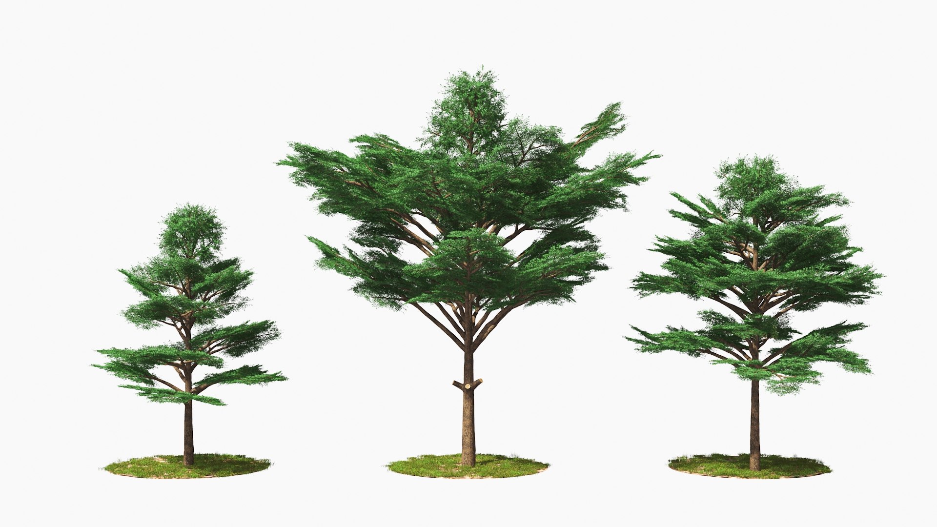 3D Tree Wind Animation - TurboSquid 1549423