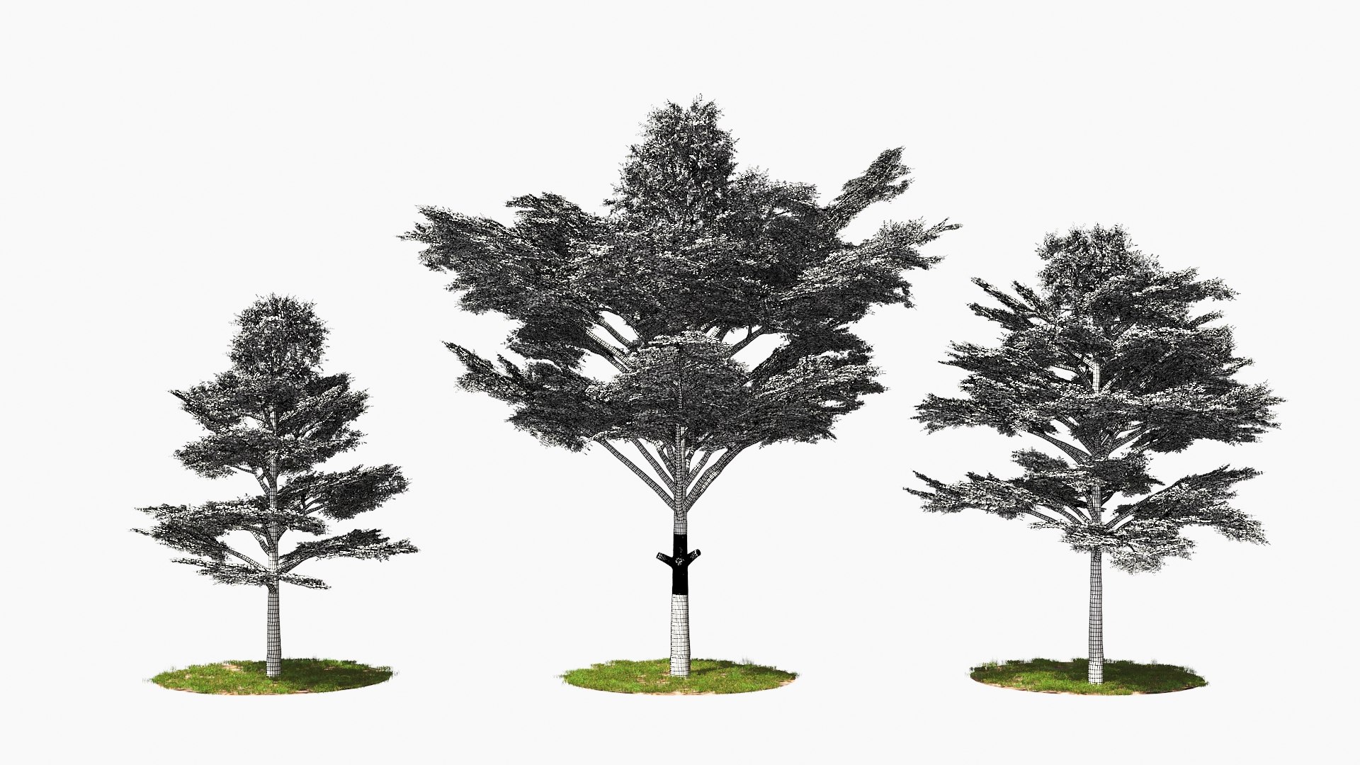 3D Tree Wind Animation - TurboSquid 1549423