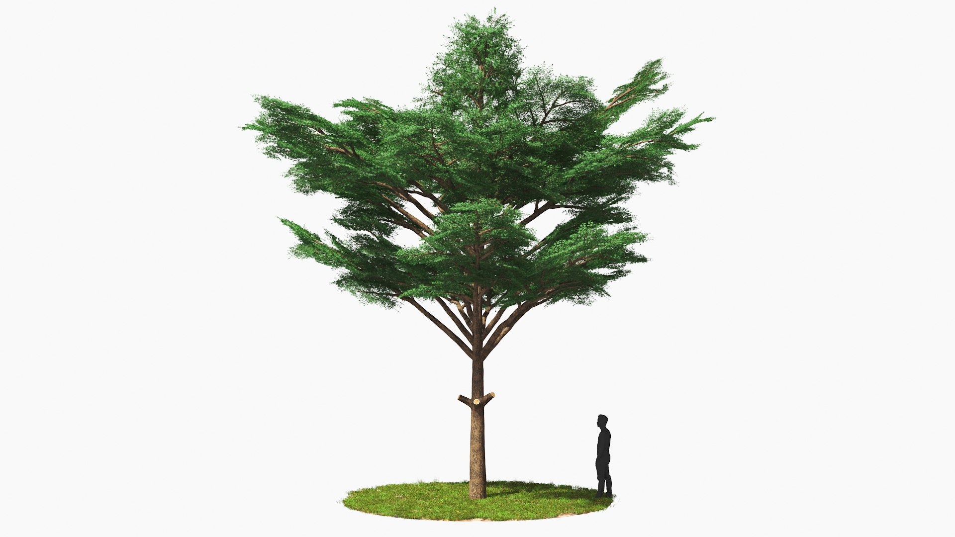 3D Tree Wind Animation - TurboSquid 1549423