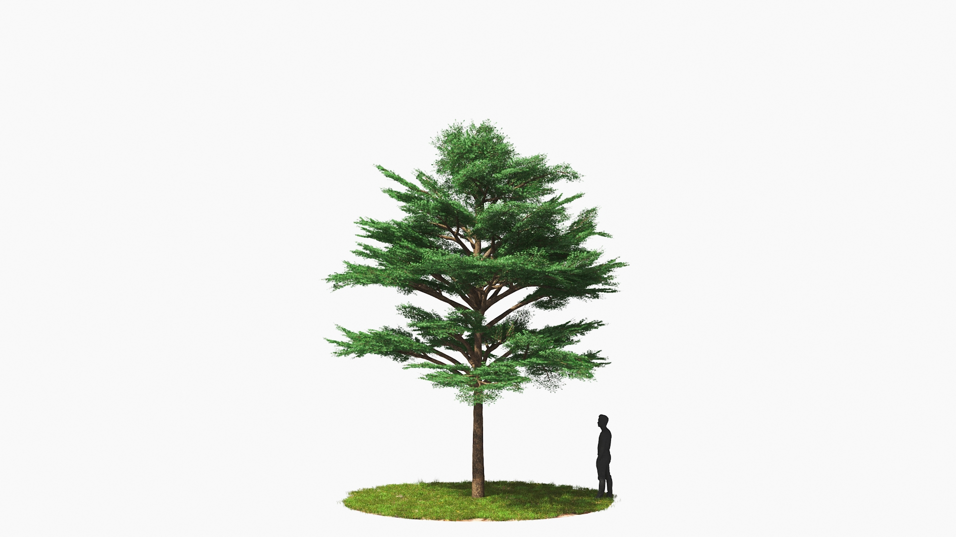 3D Tree Wind Animation - TurboSquid 1549423