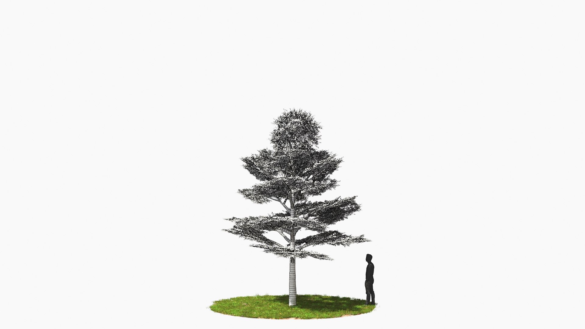 3D Tree Wind Animation - TurboSquid 1549423