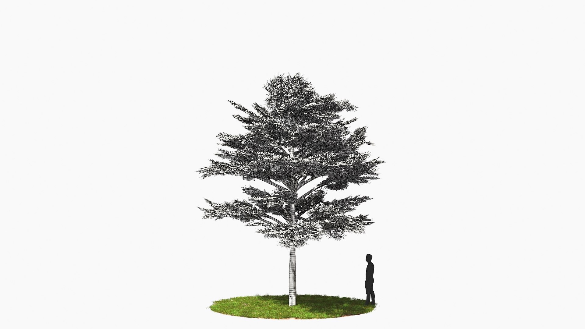 3D Tree Wind Animation - TurboSquid 1549423