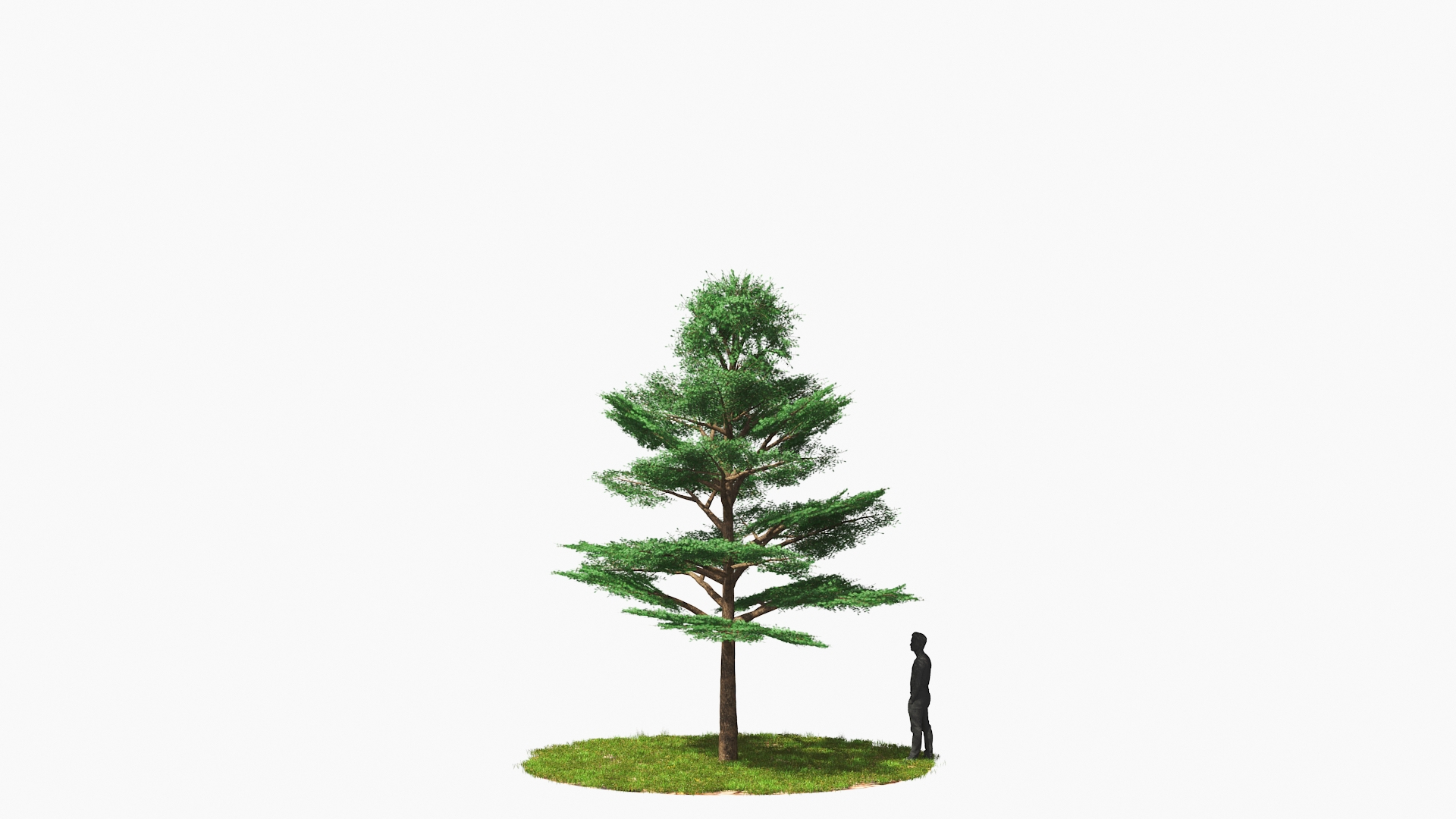 3D Tree Wind Animation - TurboSquid 1549423