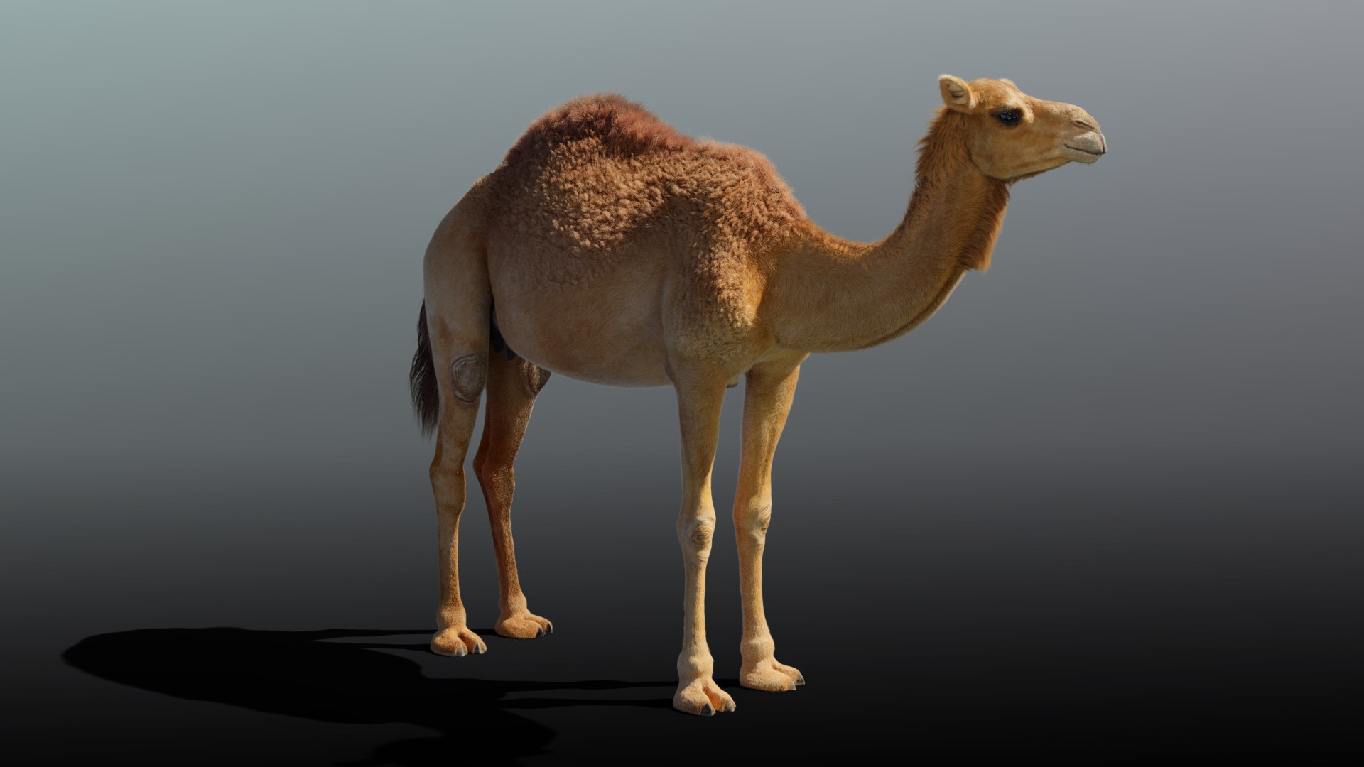 Camel animations 3D - TurboSquid 1599054