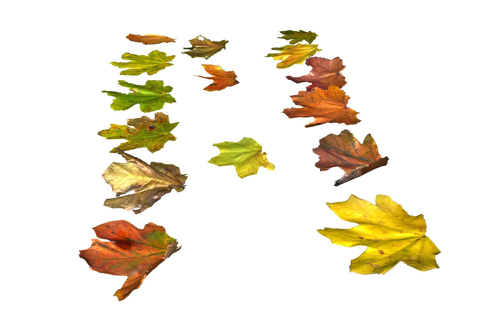 3D Autumn Leaves Scan Pack Model - TurboSquid 1340458