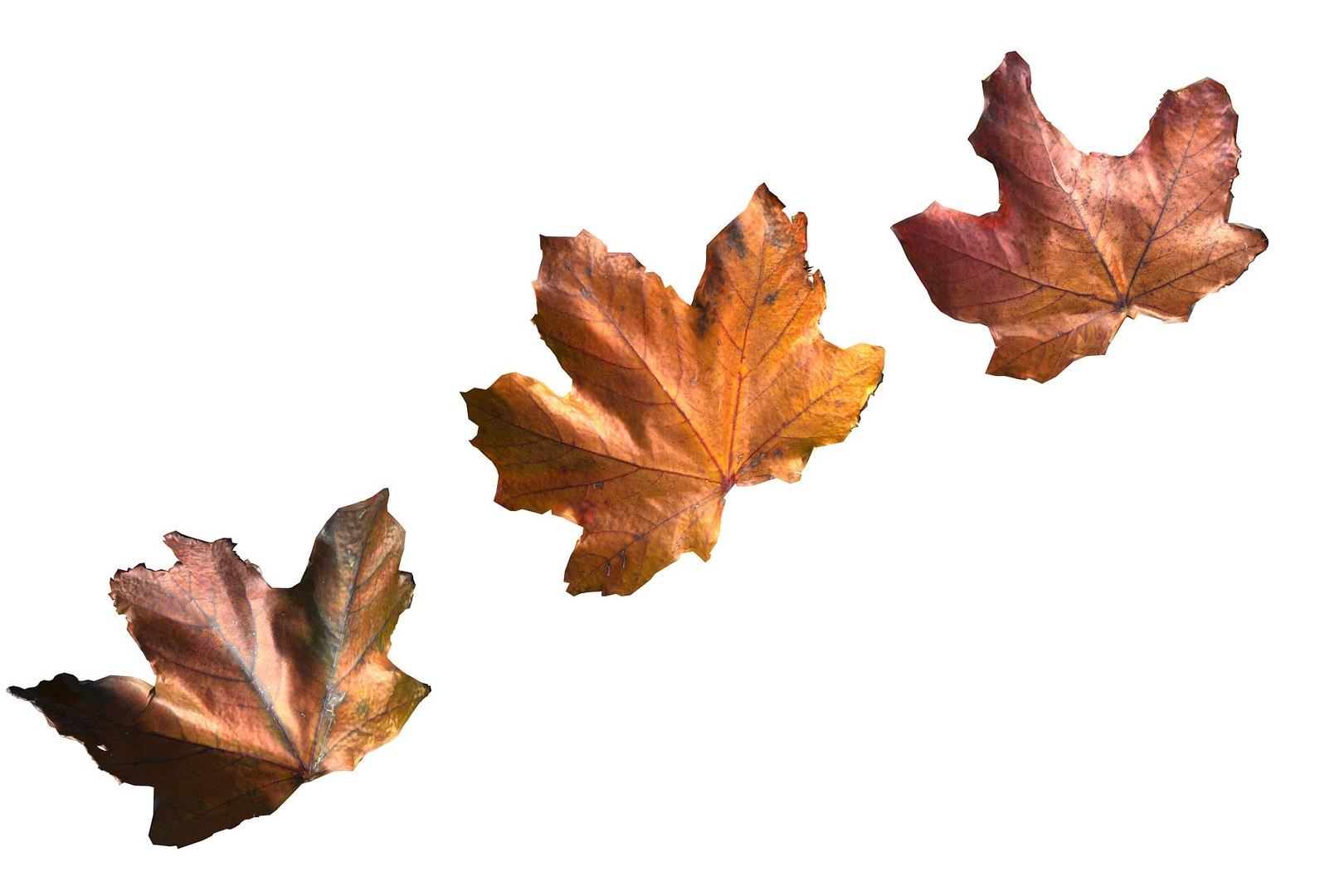 3D Autumn Leaves Scan Pack Model - TurboSquid 1340458
