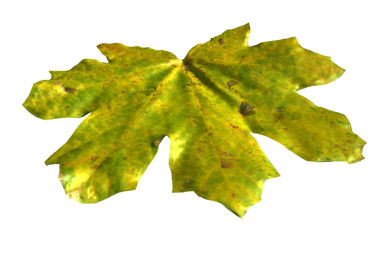 3D Autumn Leaves Scan Pack Model - TurboSquid 1340458