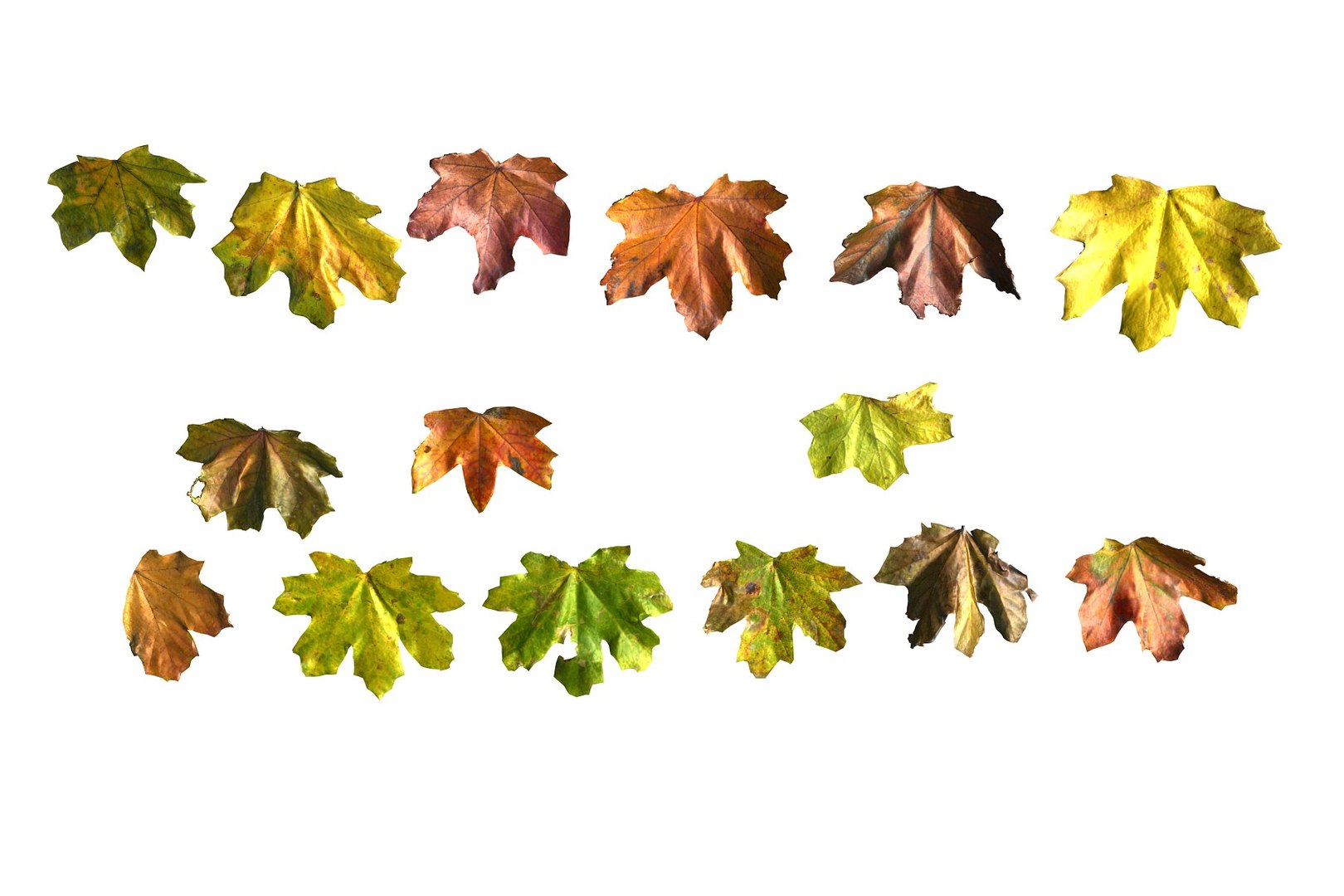 3D Autumn Leaves Scan Pack Model - TurboSquid 1340458