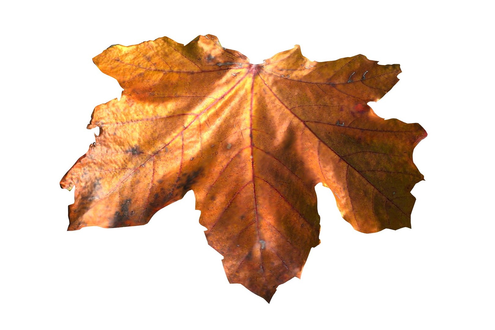3D Autumn Leaves Scan Pack Model - TurboSquid 1340458