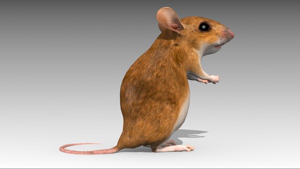 3D model mouse - TurboSquid 1699172