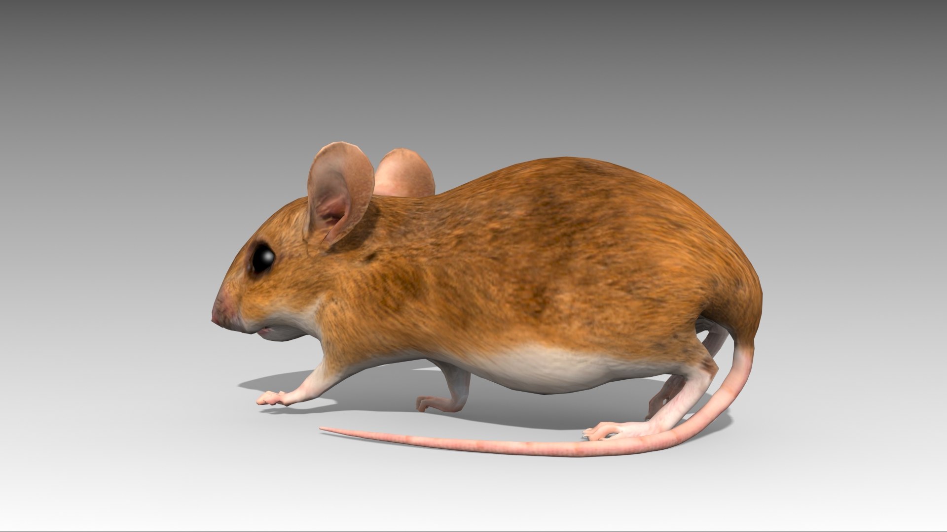 3D Model Mouse - TurboSquid 1699172