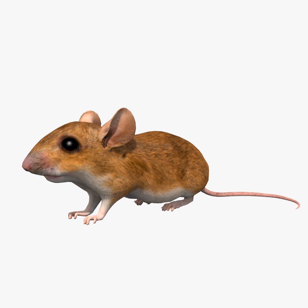 3D Model Mouse - TurboSquid 1699172