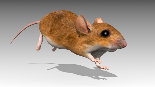 3D model mouse - TurboSquid 1699172