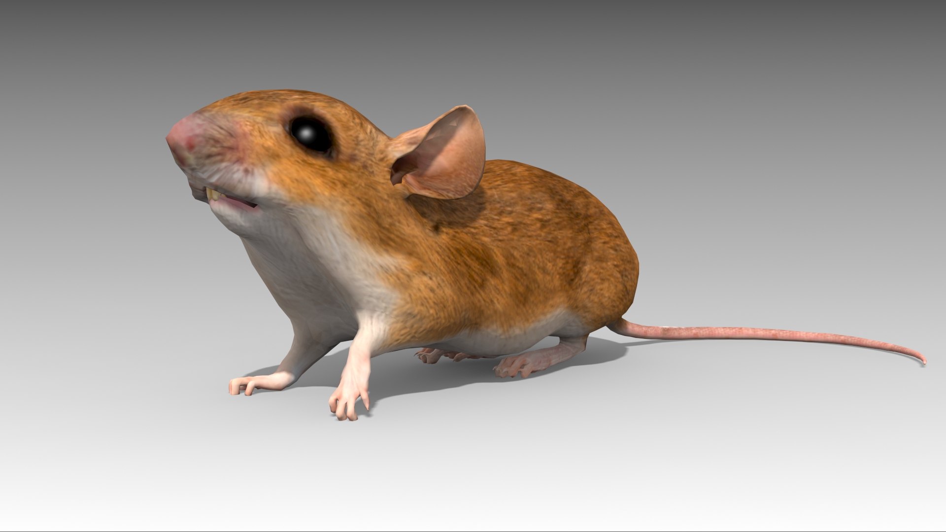 3D Model Mouse - TurboSquid 1699172