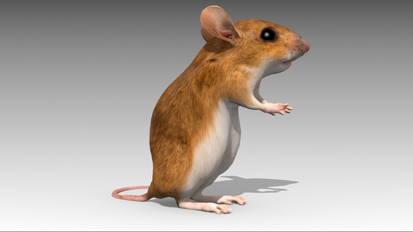 3D model mouse - TurboSquid 1699172