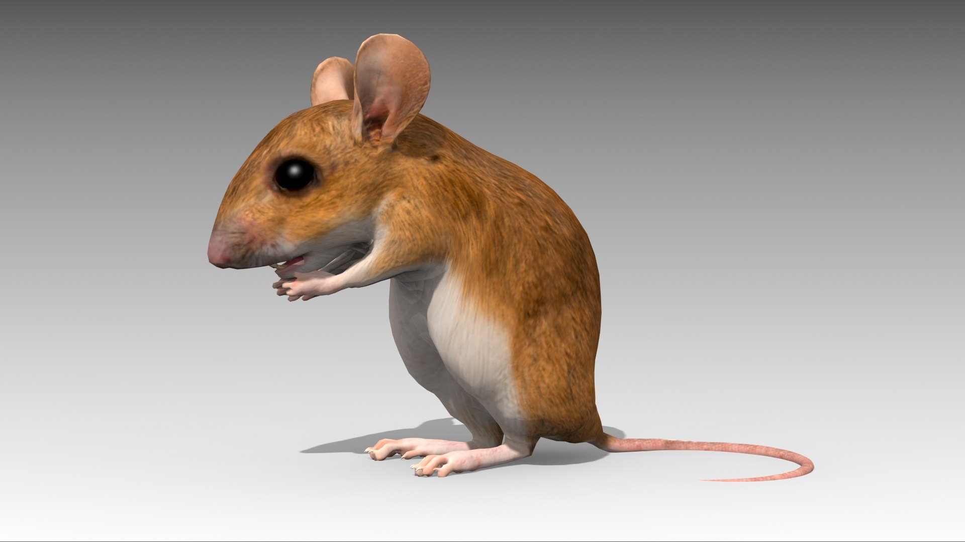 3D Model Mouse - TurboSquid 1699172
