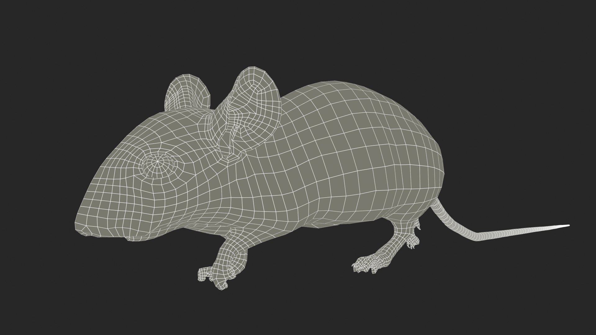 3D Model Mouse - TurboSquid 1699172