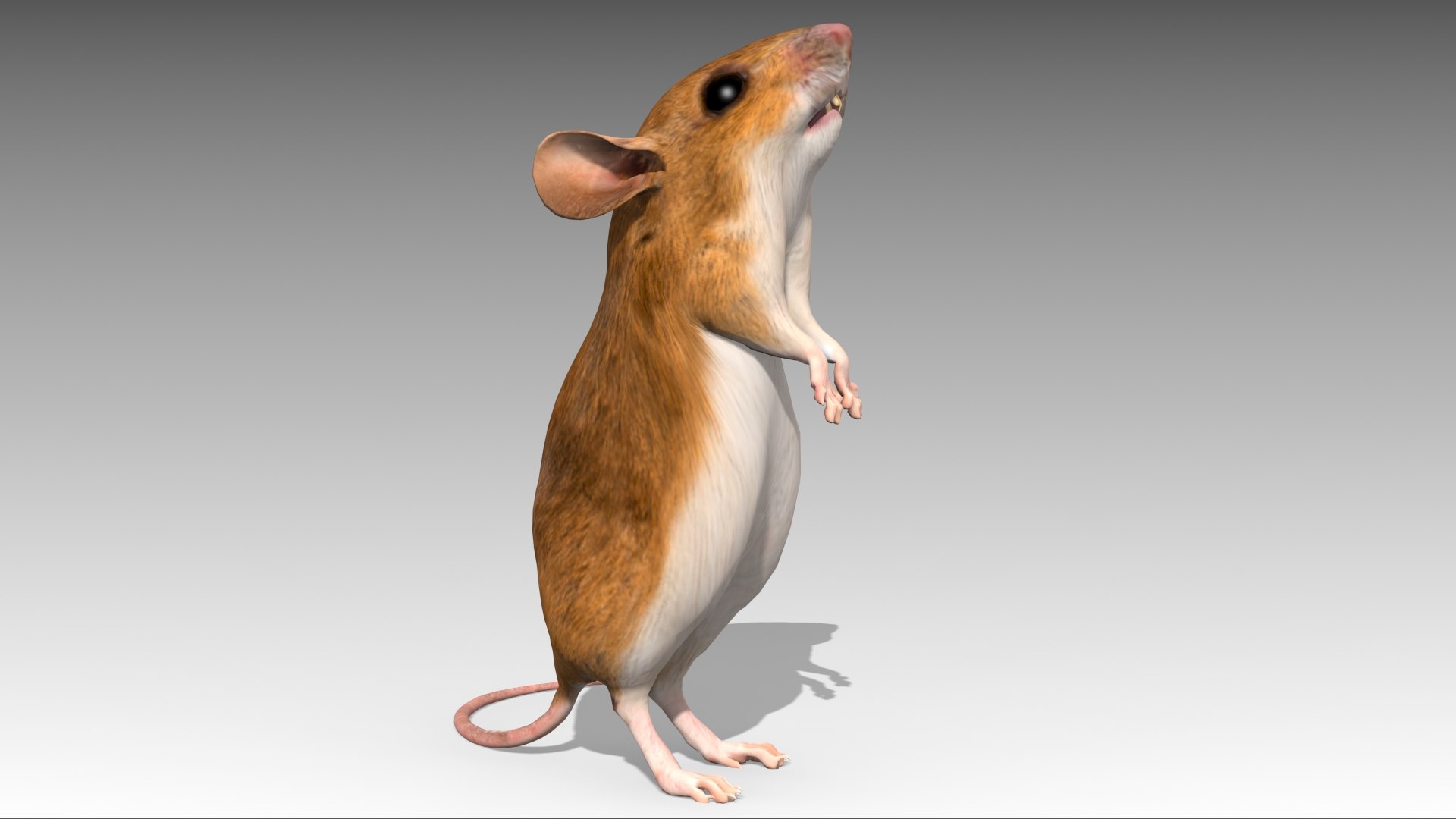 3D Model Mouse - TurboSquid 1699172