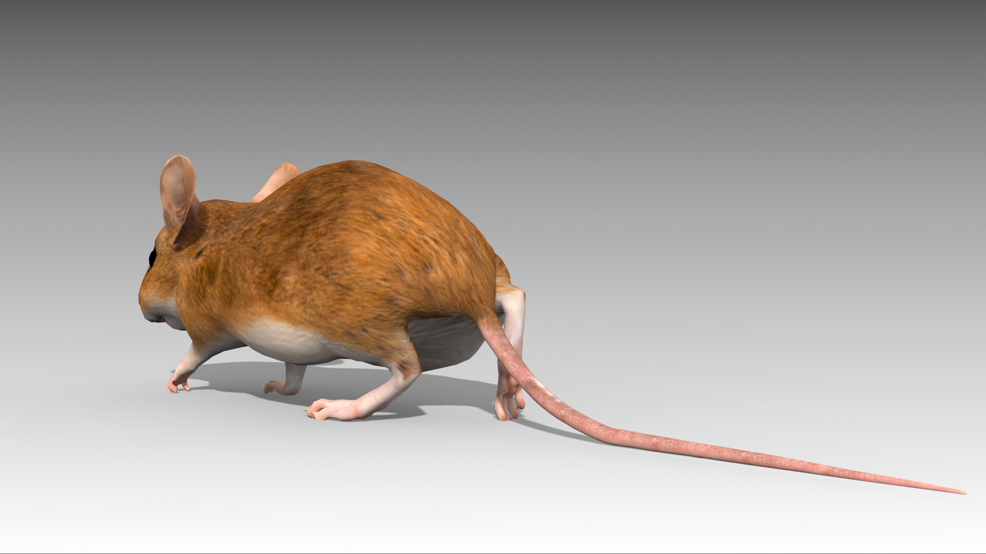 3D model mouse - TurboSquid 1699172
