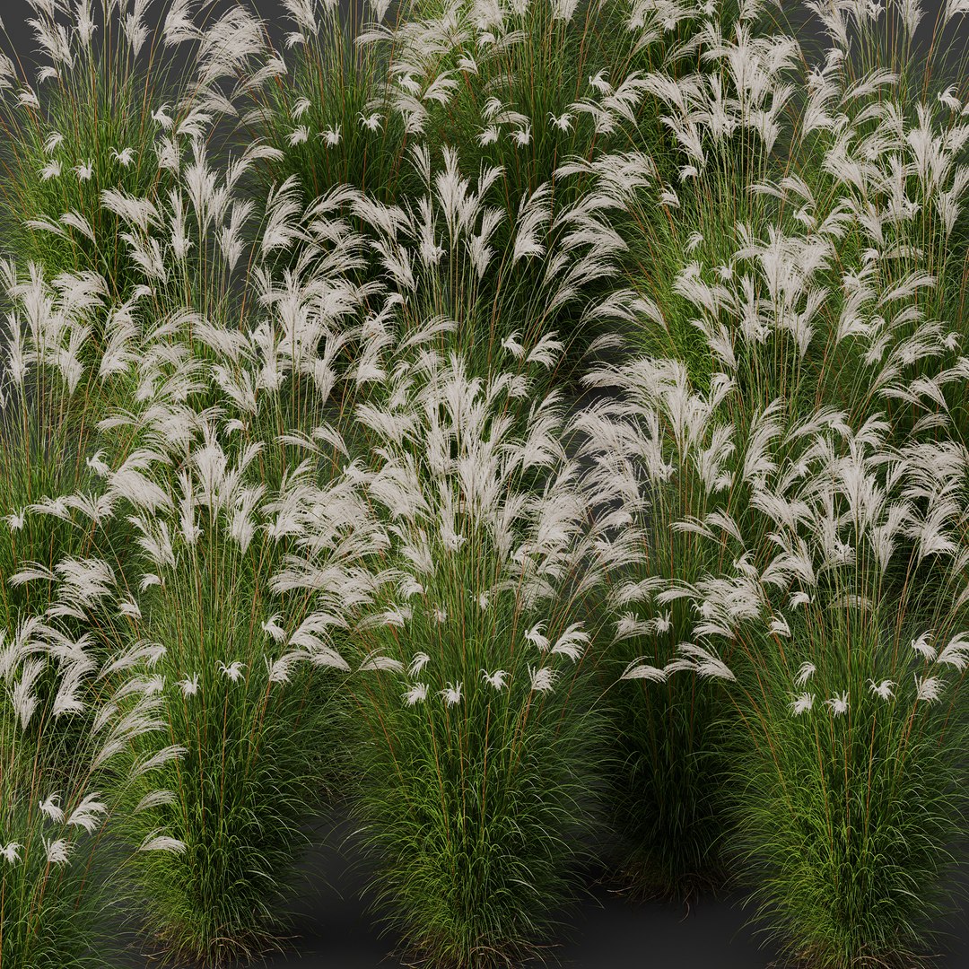 3D HQ Plants Miscanthus Nepalensis Sinensis Sarabande Adagio Version04 ...