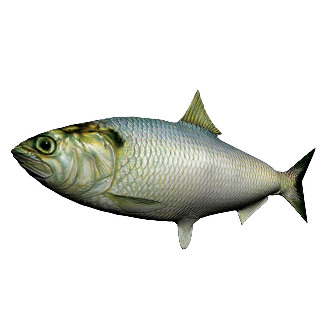 American shad 3D model - TurboSquid 1216534