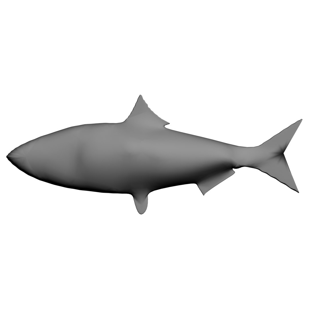 American shad 3D model - TurboSquid 1216534
