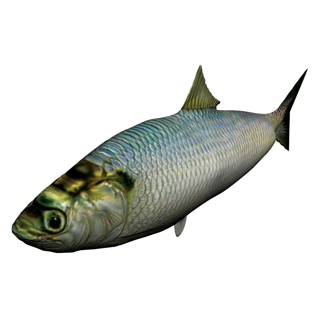 American shad 3D model - TurboSquid 1216534