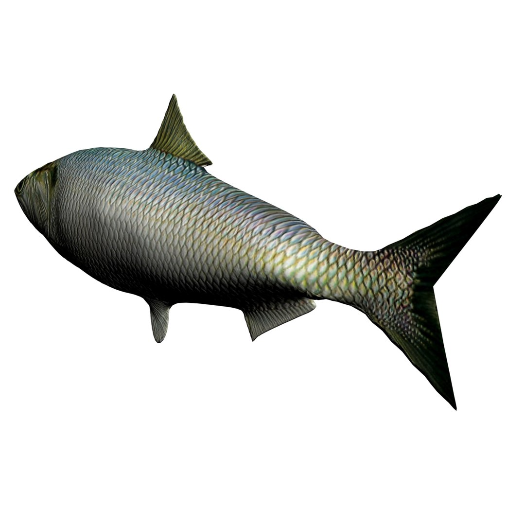 American shad 3D model - TurboSquid 1216534