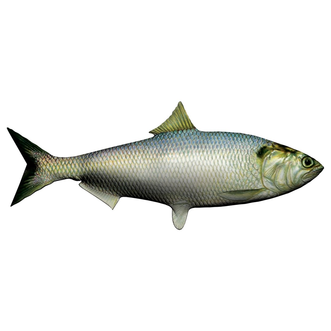 American shad 3D model - TurboSquid 1216534