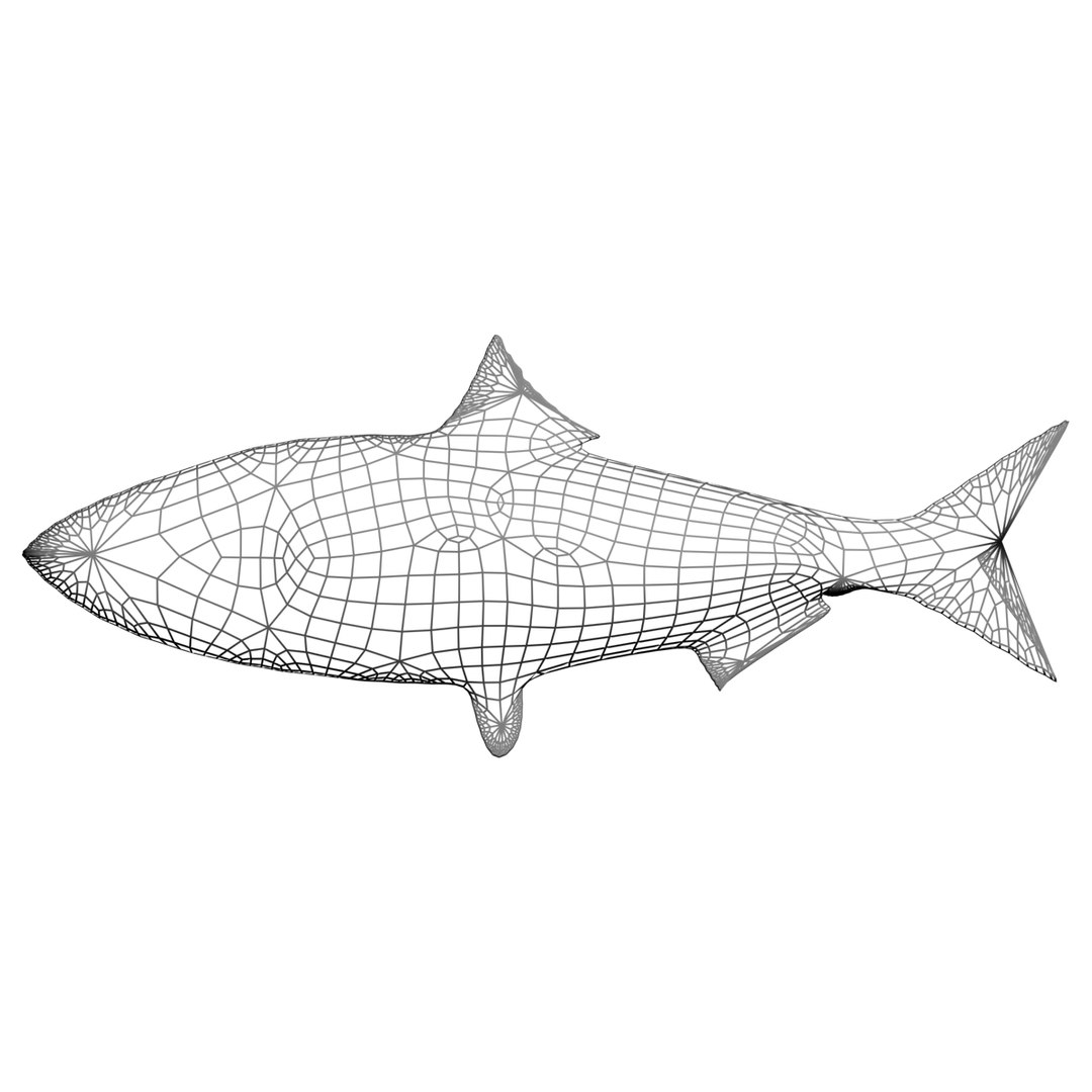 American shad 3D model - TurboSquid 1216534