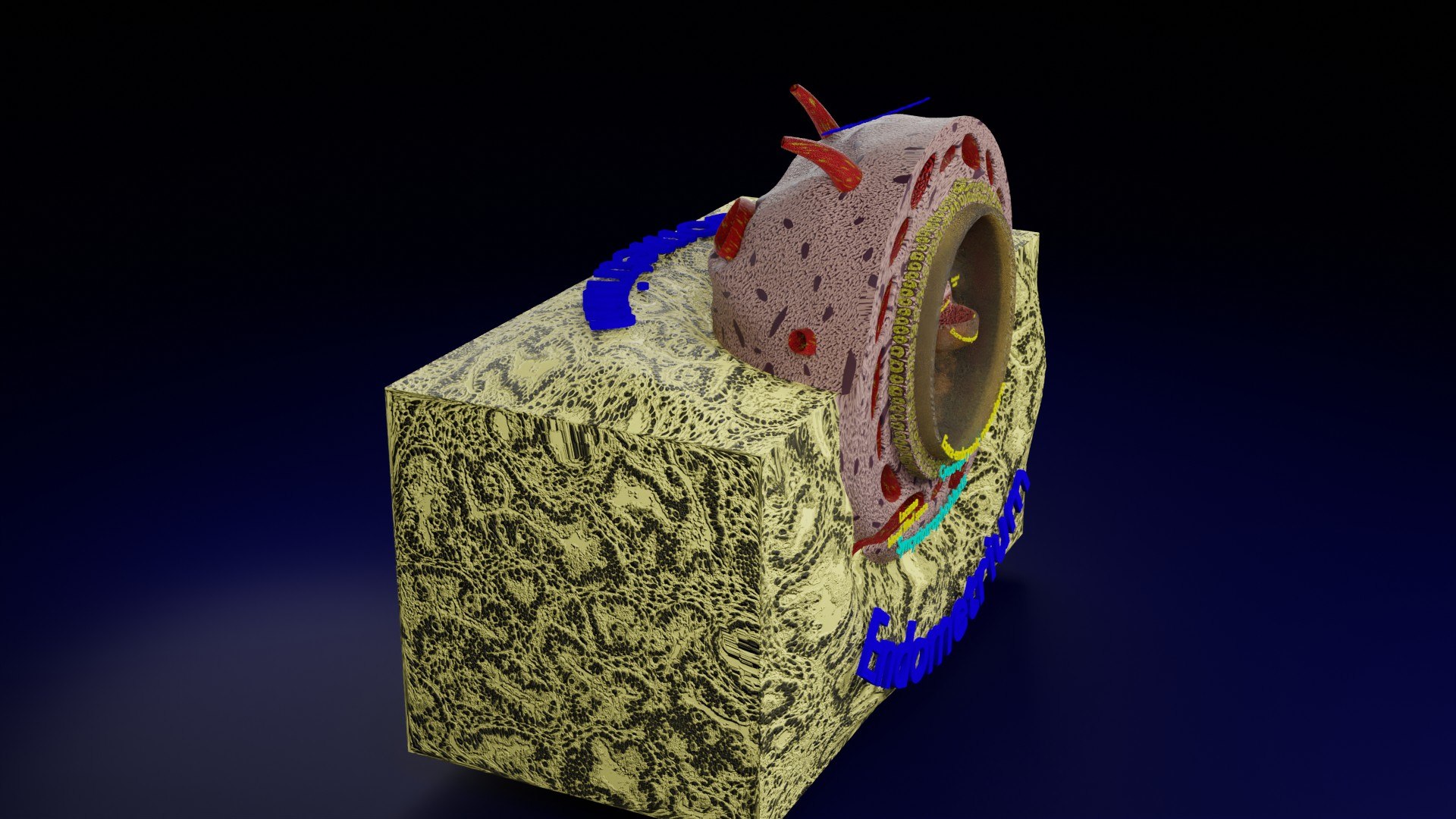 Human embryo 14 days labelled detailed model - TurboSquid 2135491