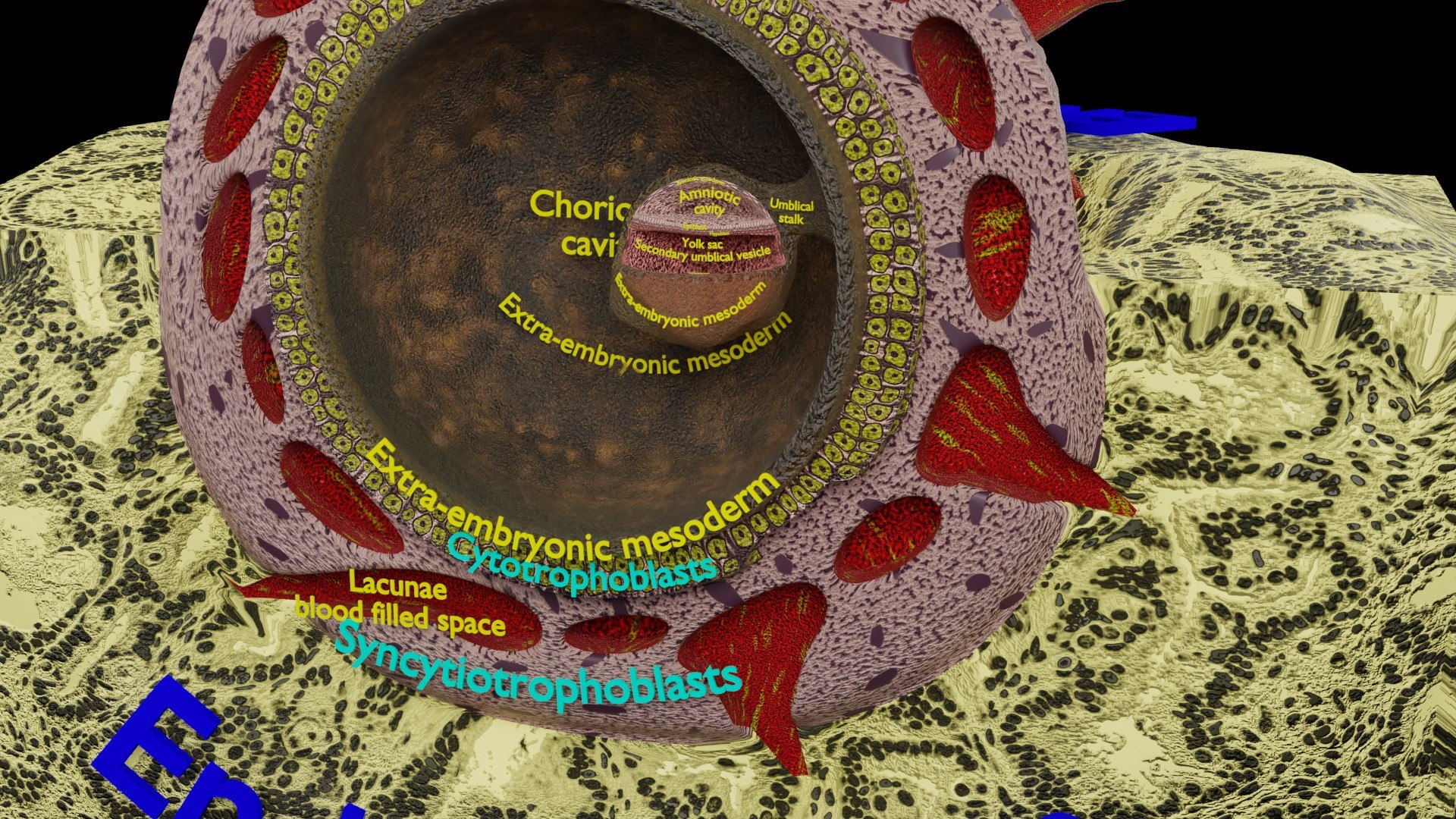 Human embryo 14 days labelled detailed model - TurboSquid 2135491