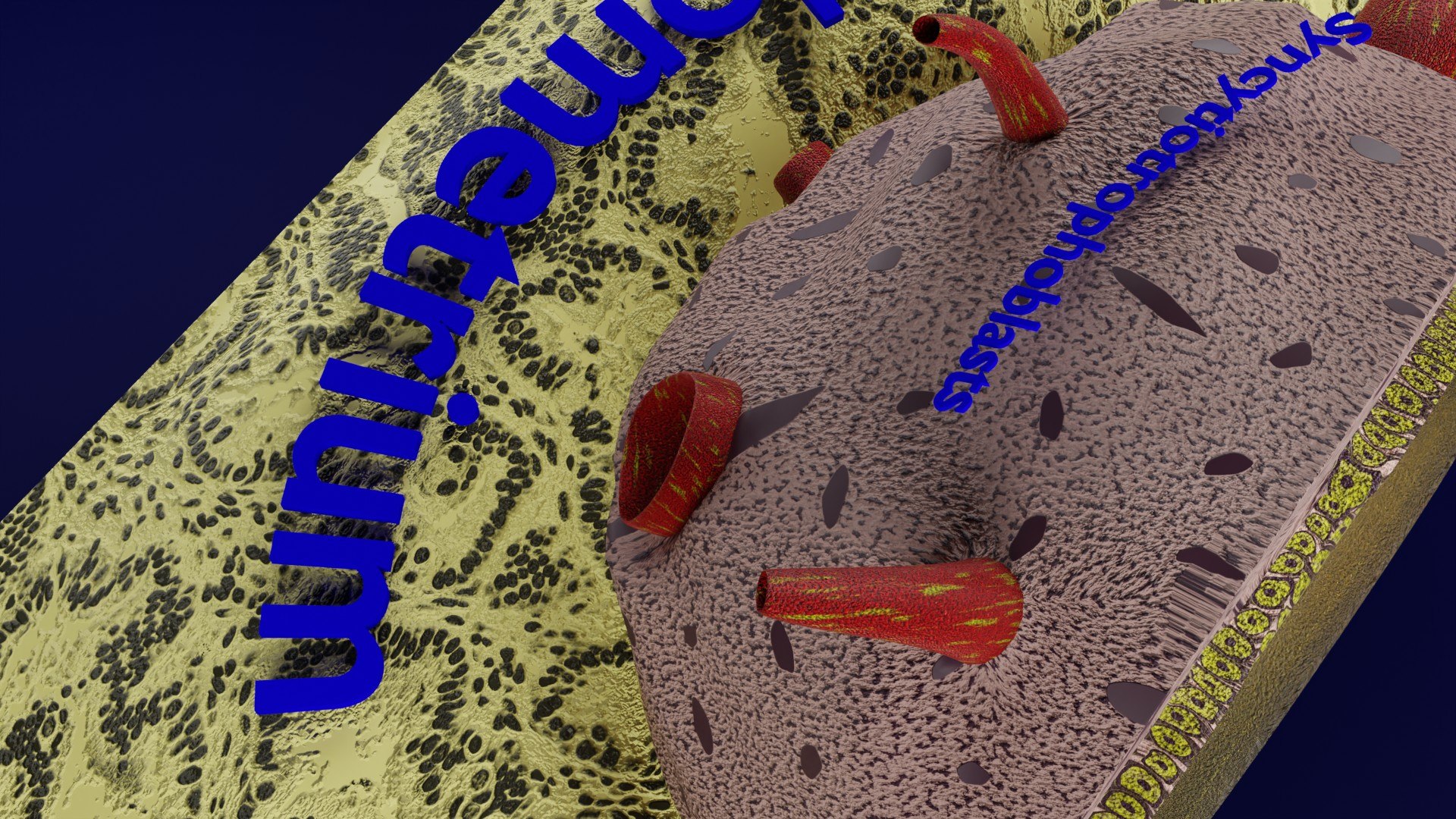 Human embryo 14 days labelled detailed model - TurboSquid 2135491