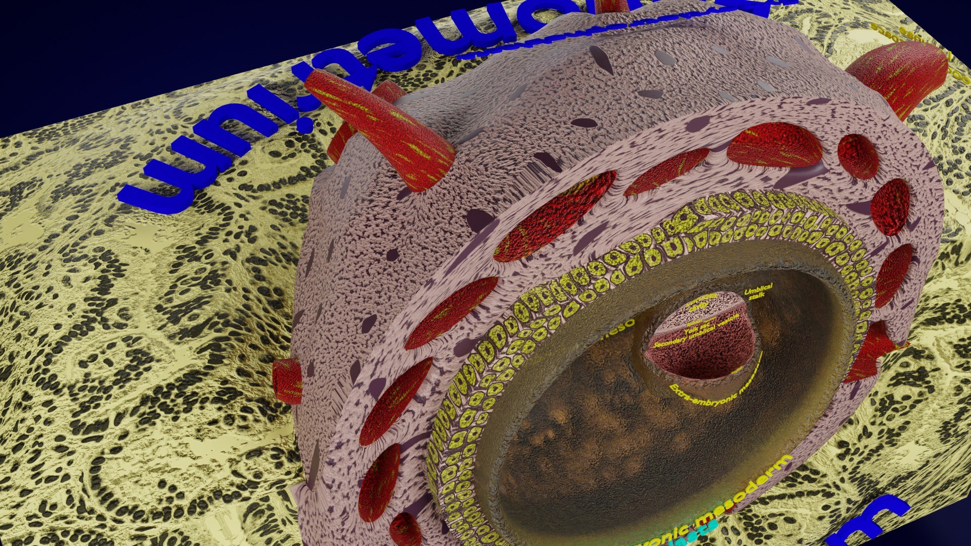 Human embryo 14 days labelled detailed model - TurboSquid 2135491