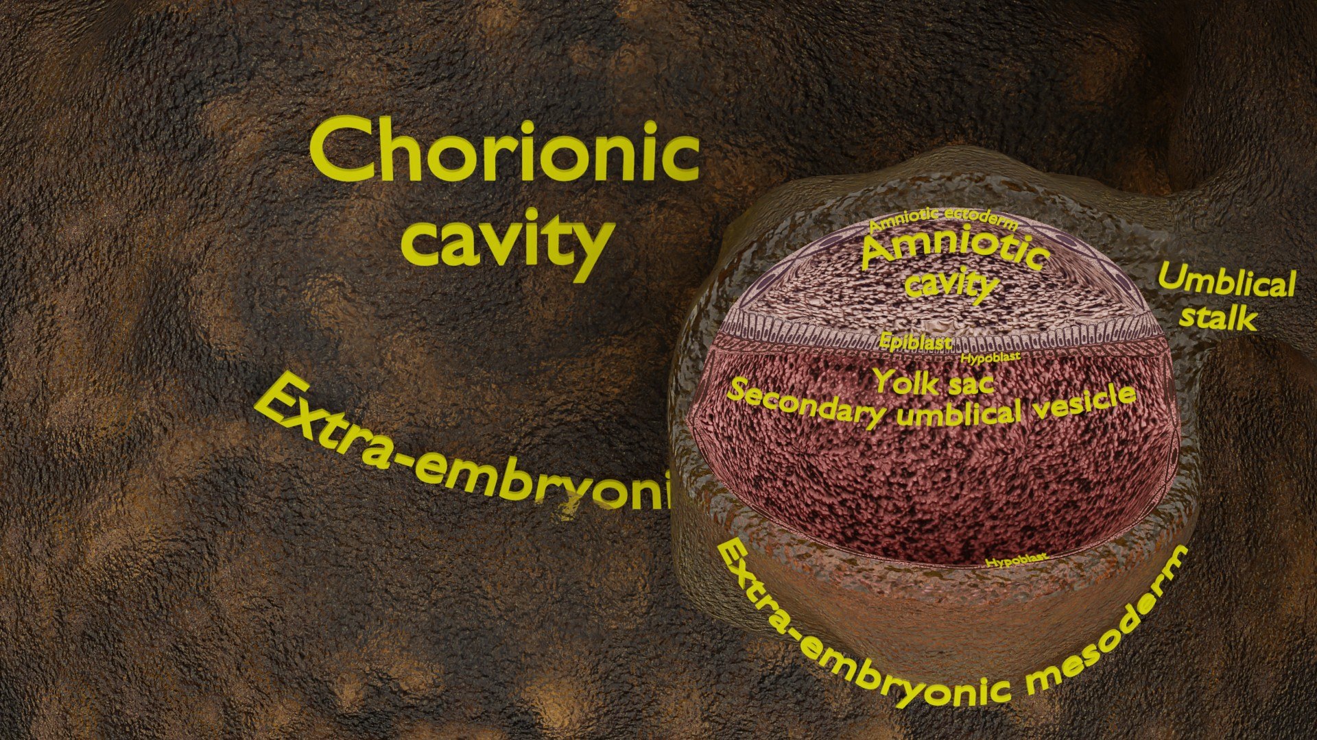 Human embryo 14 days labelled detailed model - TurboSquid 2135491